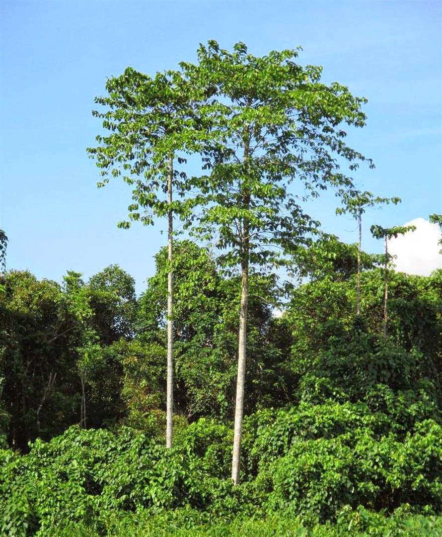 逍遙遊 going places: bukit lima forest park --- no need beware of falling ...