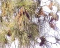 INFO AIR BIO SUNNAH CYPRESS (POKOK PINE & GARAM HUNZA) ~ Online Halal ...