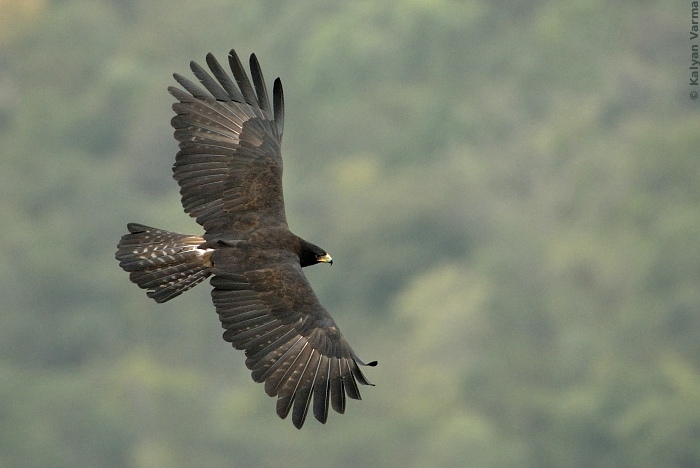 Spreebird wildlife: EAGLES OF PAKISTAN