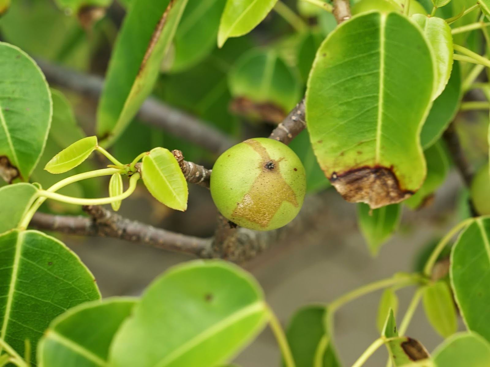 Kolbjørn Stjern: Manchineel Tree - The most dangerous tree in the world