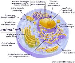 mikrobiologi-fikri: ORGANISASI SEL