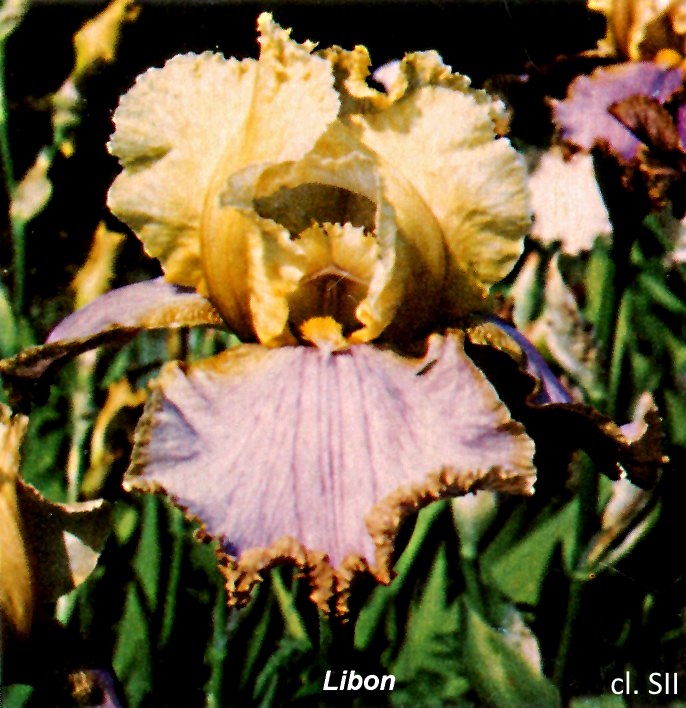 World of Irises: Eastern Europe: A New Iris World