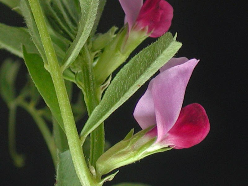 solitary dog sculptor: Botany - Botanica: Vicia - sp. Sativa - 20 ...