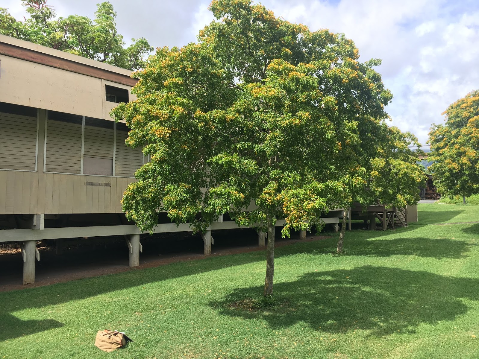Guaiacum officinale (Lignum-vitae)