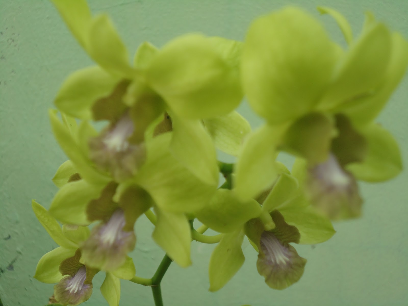 Paling Populer 22+ Bunga Anggrek Hijau - Gambar Bunga Indah