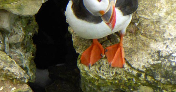 Caroline Gill: Poetry and Other Writing: Of Poems and Puffins