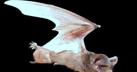 Info on Bats | Native Australian Microbats could be a natural pest ...