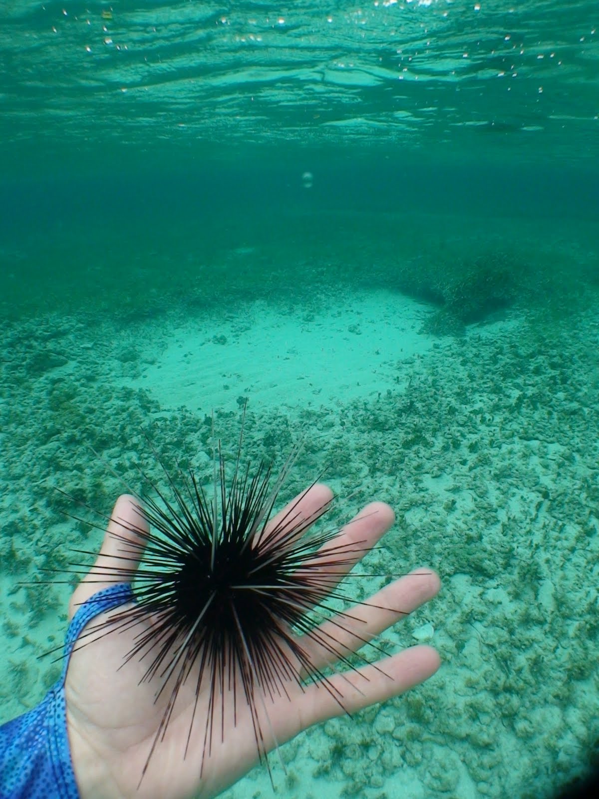 Salt Life Blog: Bahamas Underwater World in Pictures