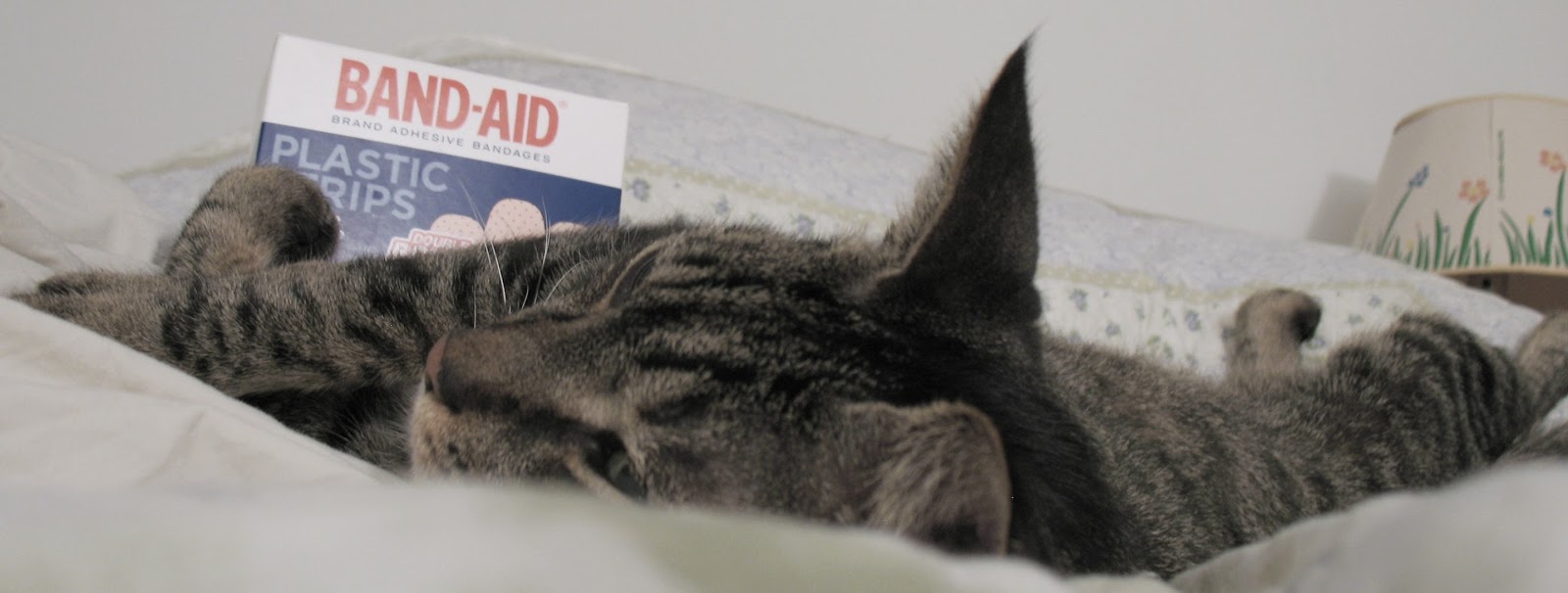 Bigger Band-aids - Momma Kat and Her Bear Cat