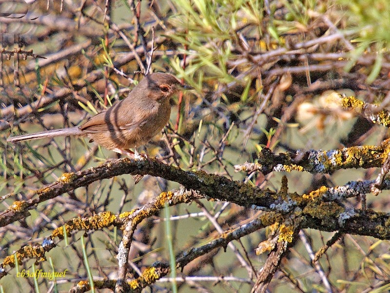 MIS AMIGAS LAS AVES: Curruca rabilarga (Sylvia undata)