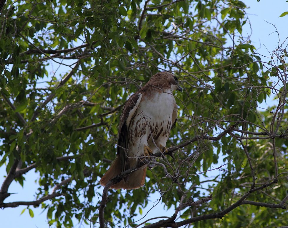 Red-Tailed Hawks of Wexford: Photos of the female red-tailed hawk on ...