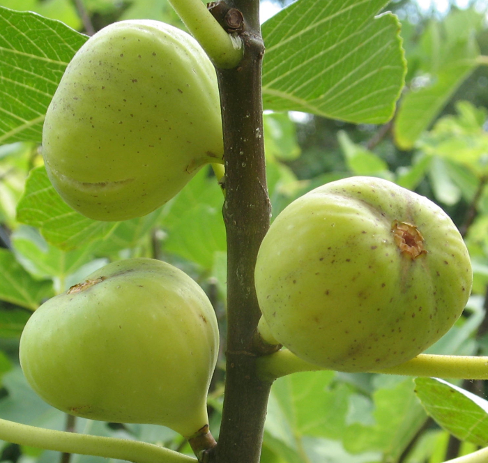 Pohon Ara-Tin: BUAH ARA-TIN WARNA HIJAU-KUNING