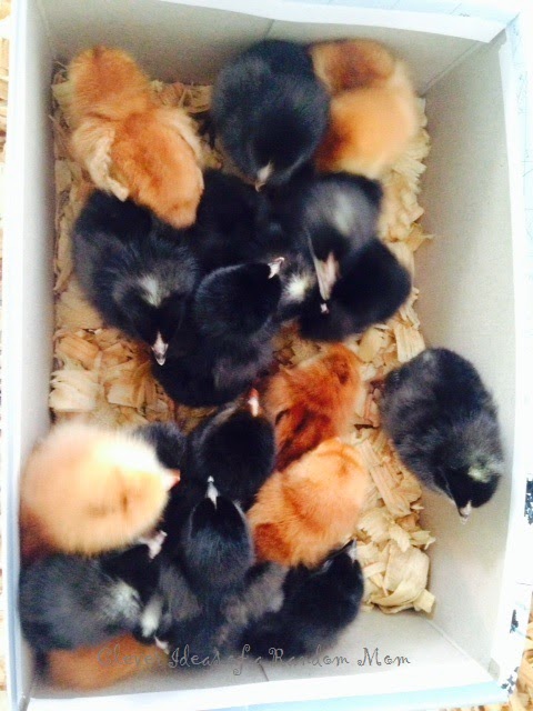 Clever Ideas of a Random Mom