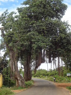 Thiruthal: Remembering the fallen banyan tree at Courtallam - Tenkasi ...