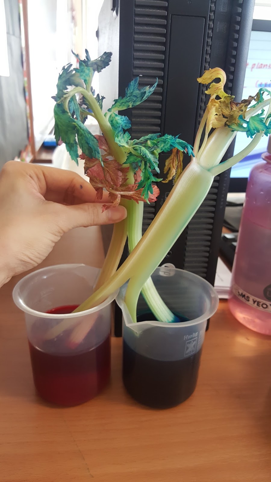 Welcome to 6 Integrity (2018)!: Plant Transport System