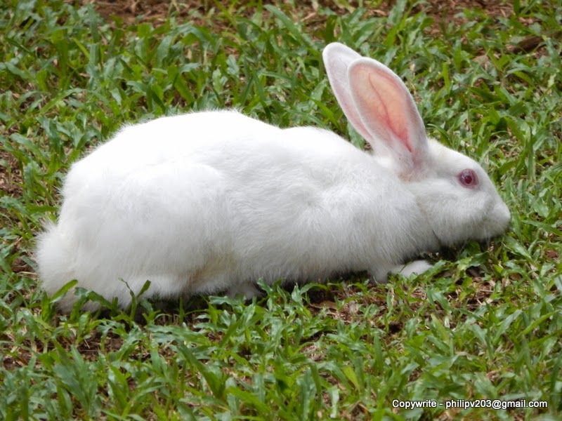 Images of Sri Lanka on blogspot.com: 1/18/15 - 1/25/15