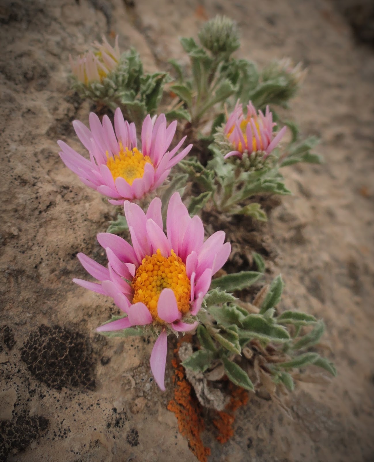 Prairiebreak: Colorado! or bust (Mementos from EXACTLY five and a half ...