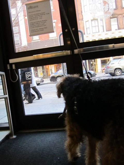 Bogart Handsome Devil, Airedale Terrier Puppy Dog Blog: This Newfangled ...