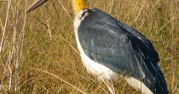 Tierra de cigueñas: Marabú menor (Leptoptilos javanicus)