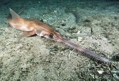 Mengenal Spesis Jerung Dengan Lebih Dekat |MyRokan