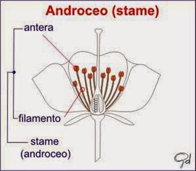 "Las plantas" Un regalo de vida: Un regalo de la Vida "Las plantas"