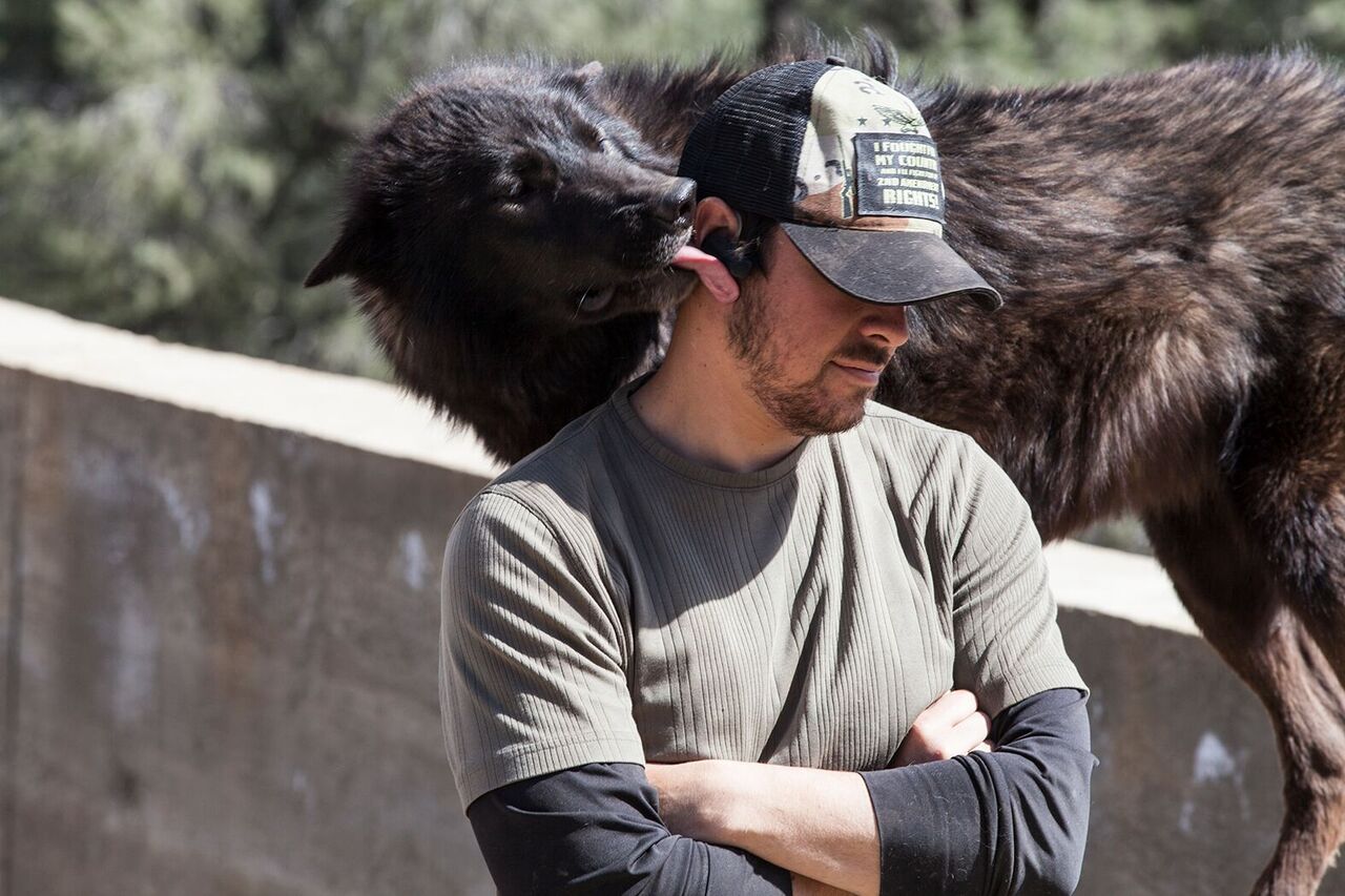 White Wolf : Combat Veterans and Rescued Wolves Heal Each Other From PTSD