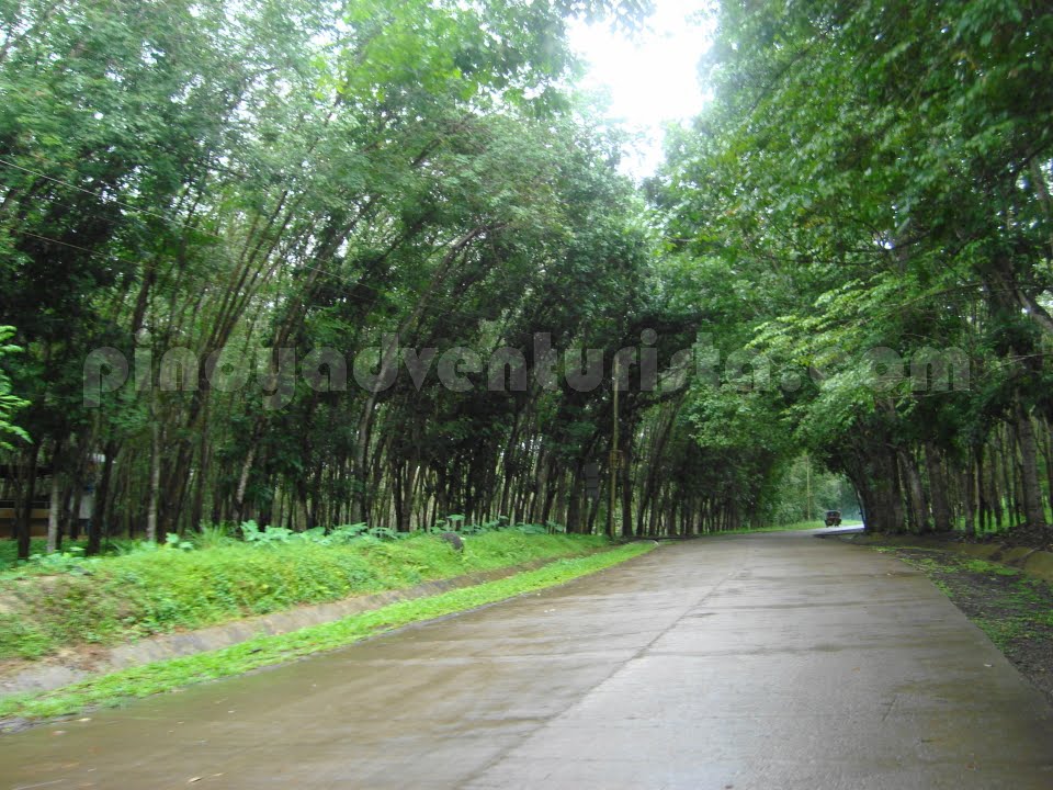 Basilan - Road Trip to the Rubber Plantations | Blogs, Travel Guides ...