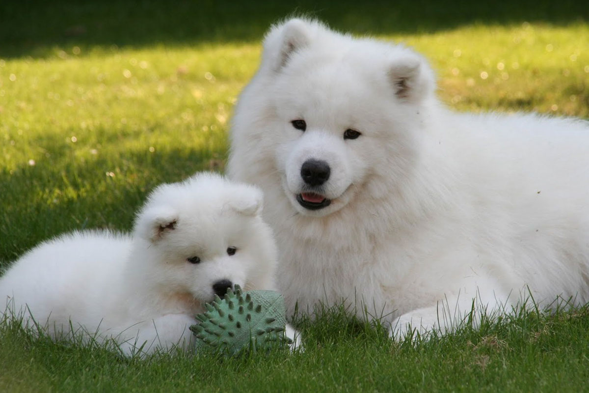 NUNCAJAMAS COCKER: 10 DATOS SOBRE EL SAMOYEDO