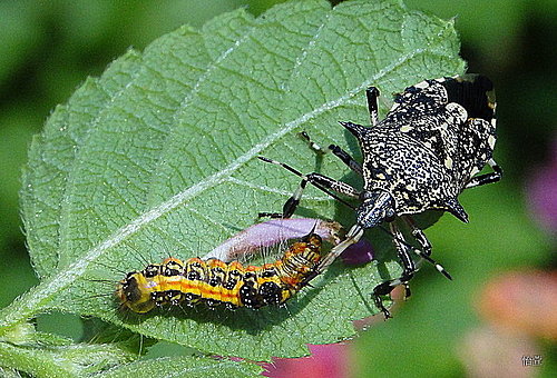 Membangun Perkebunan Kelapa Sawit: Predator Ulat Api "Eocanthecona ...