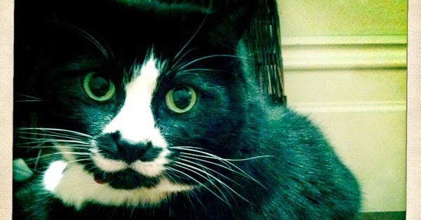 Small Animal Talk: Five ways to use your smart phone to improve your ...