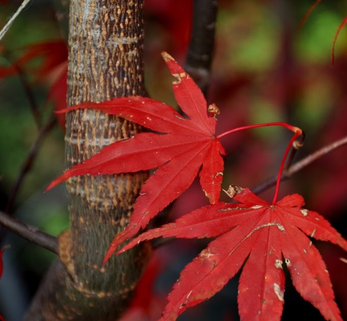 MySecretGarden: Japanese Maples. Picture Gallery