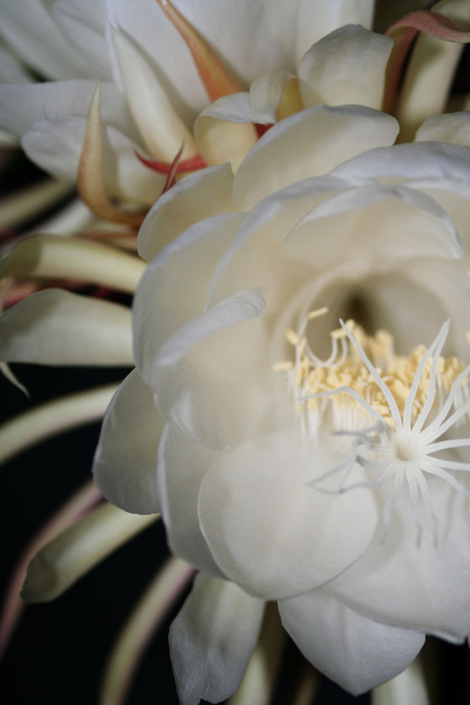 The Rainforest Garden: An Illustrated Guide to Epiphyllum