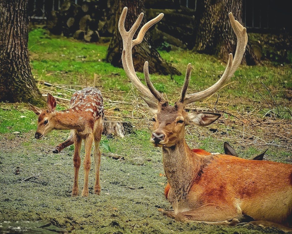 Contes d' Animals: EL CÉRVOL