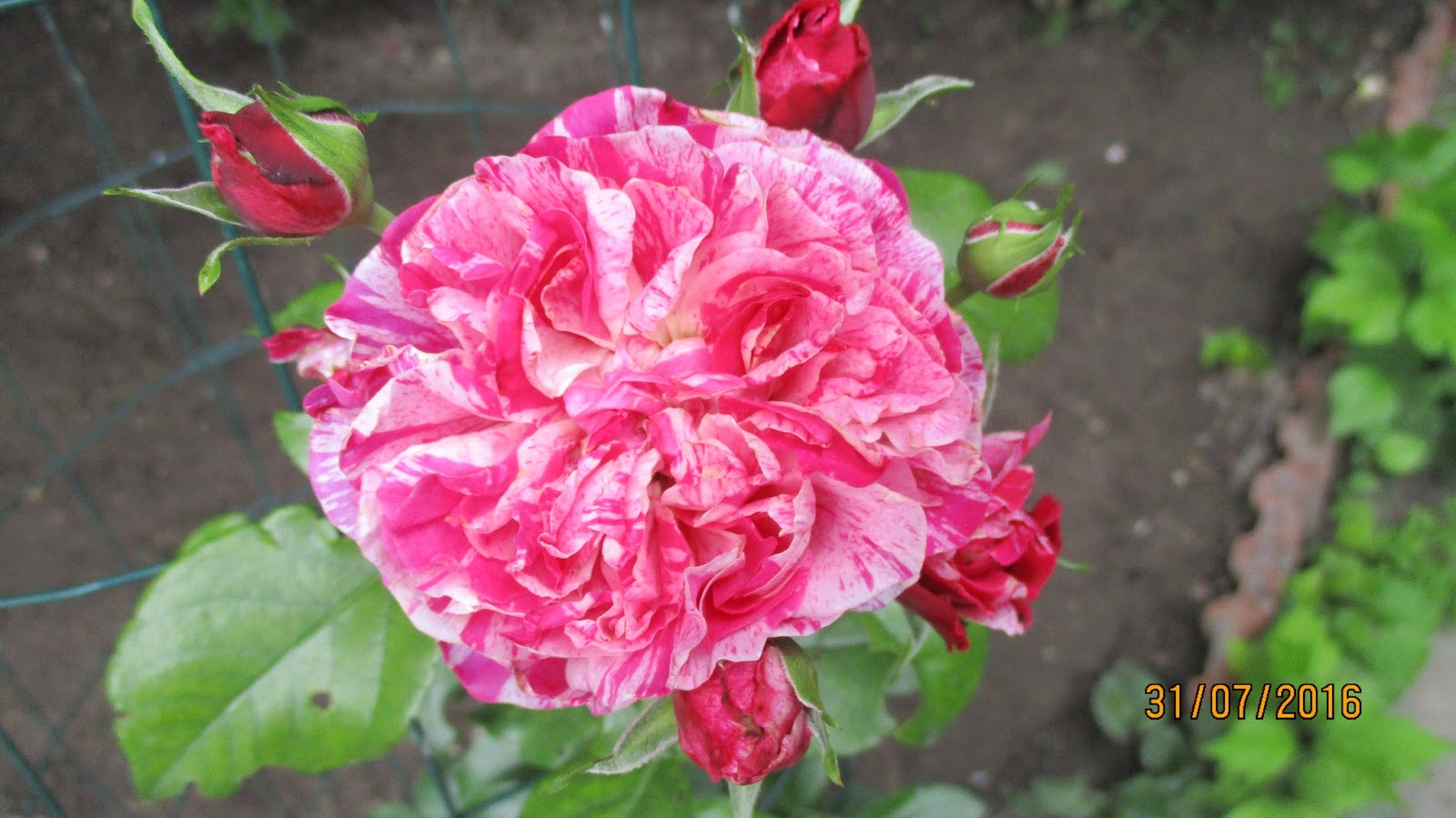 Beautés Florales : Rosier grimpant Ines SASTRE