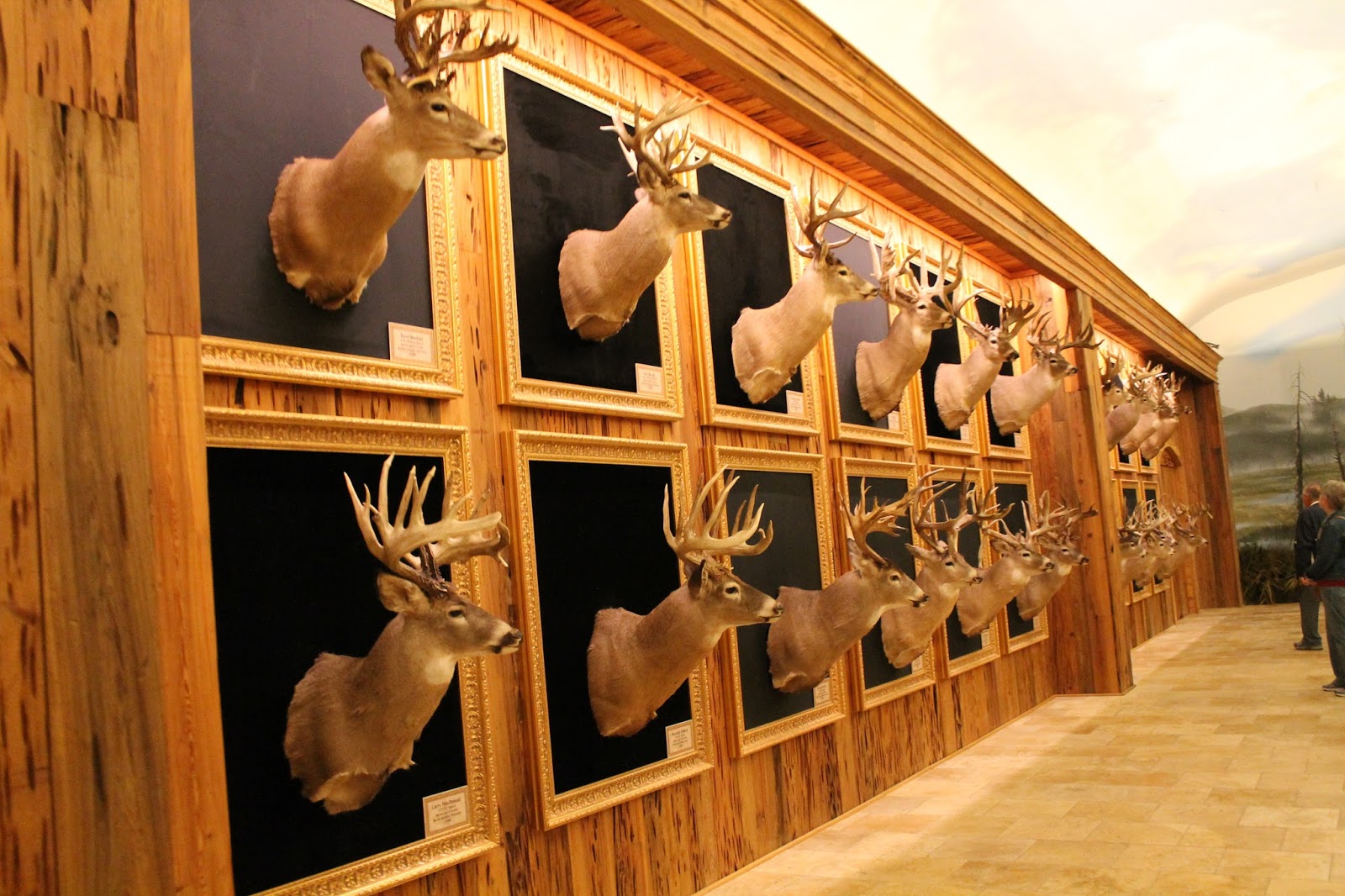 The Missouri Mom: Johnny Morris’ Wonders of Wildlife National Museum ...