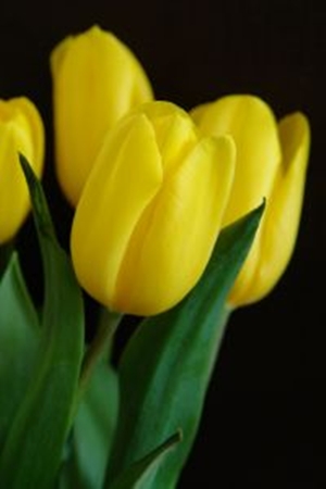 GAMBAR BUNGA: BUNGA TULIP
