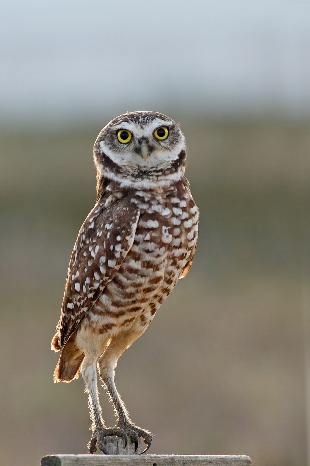 Philly Bird Nerd : Florida Owl Experience