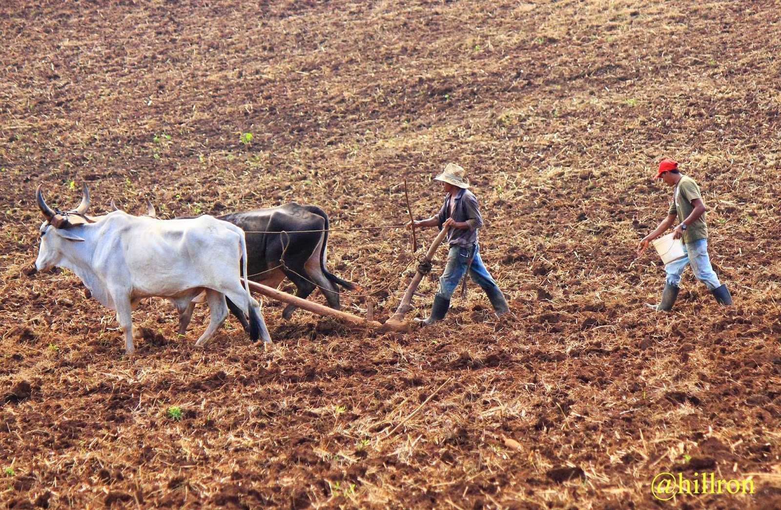 Sueños del Caribe: EL ARADOR