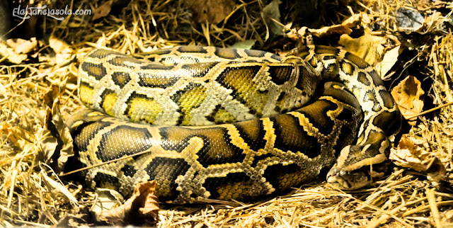 Elal Lasola Travel & Photography: Subic | Zoobic Safari