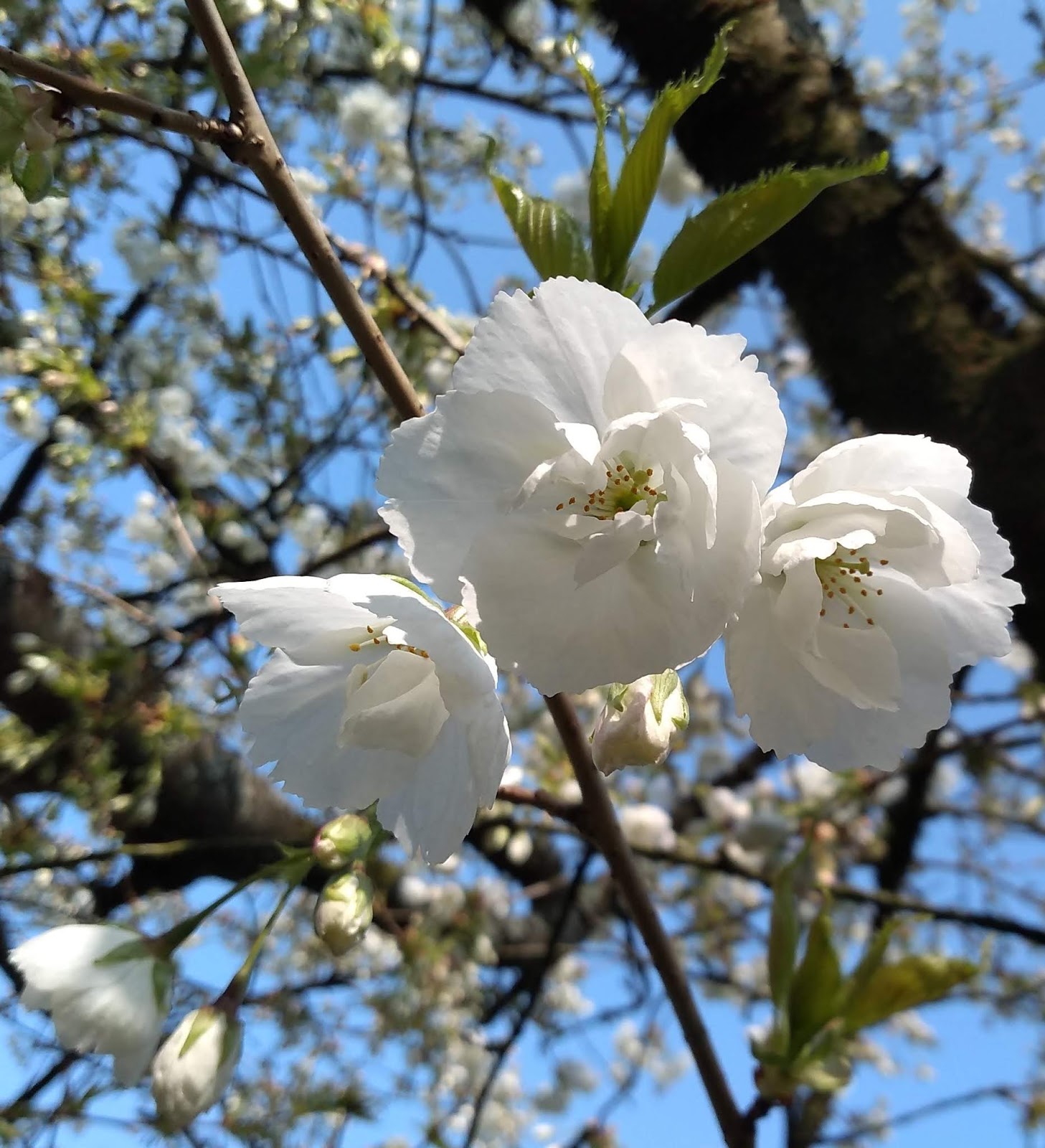 Michael Peverett: Prunus 'Shirotae'