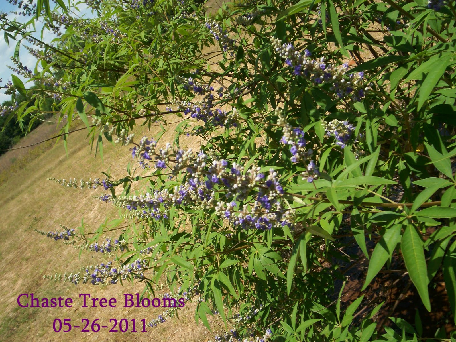 A Garden in Southwest Georgia: Vitex agnus-castus, aka Chaste Tree