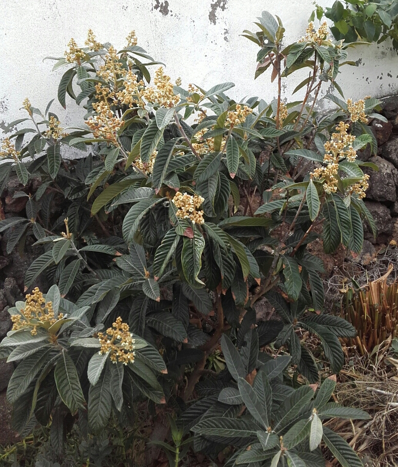Oleander: Japanische Mispel (Eriobotrya japonica) von der Jungpflanze ...