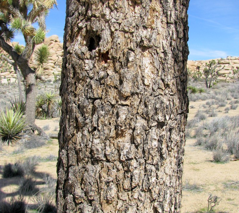 Wandering His Wonders: Joshua Tree National Park