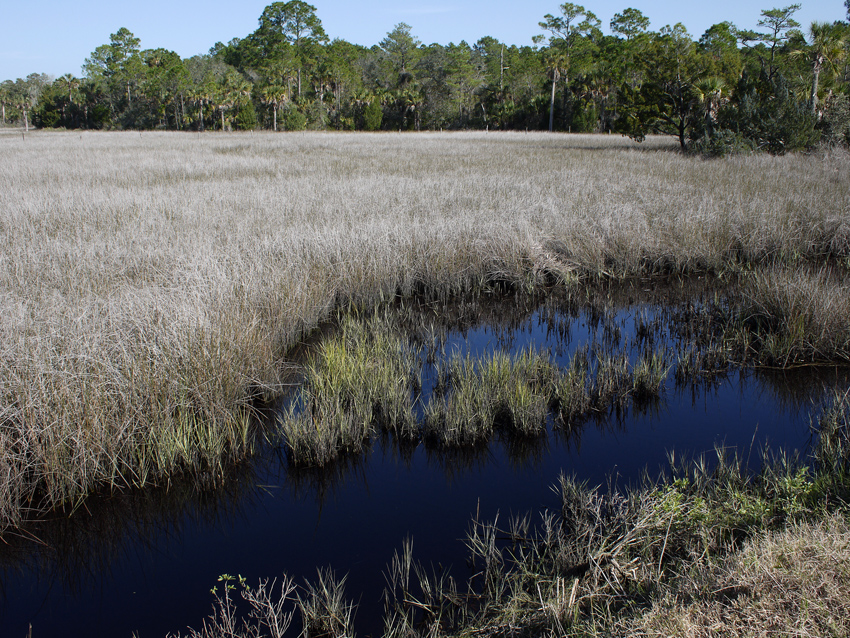 North Florida Pictures: Guana reserve