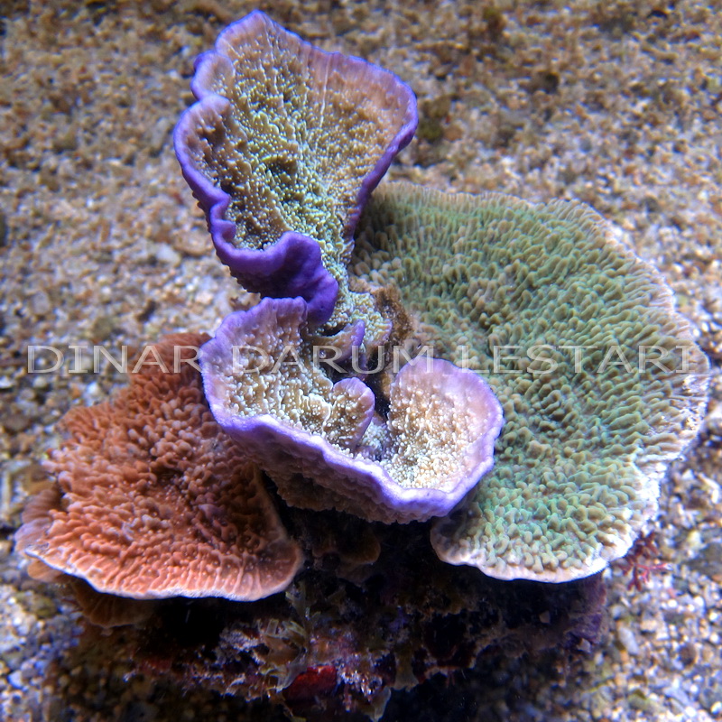 PT. DINAR DARUM LESTARI: Montipora spp