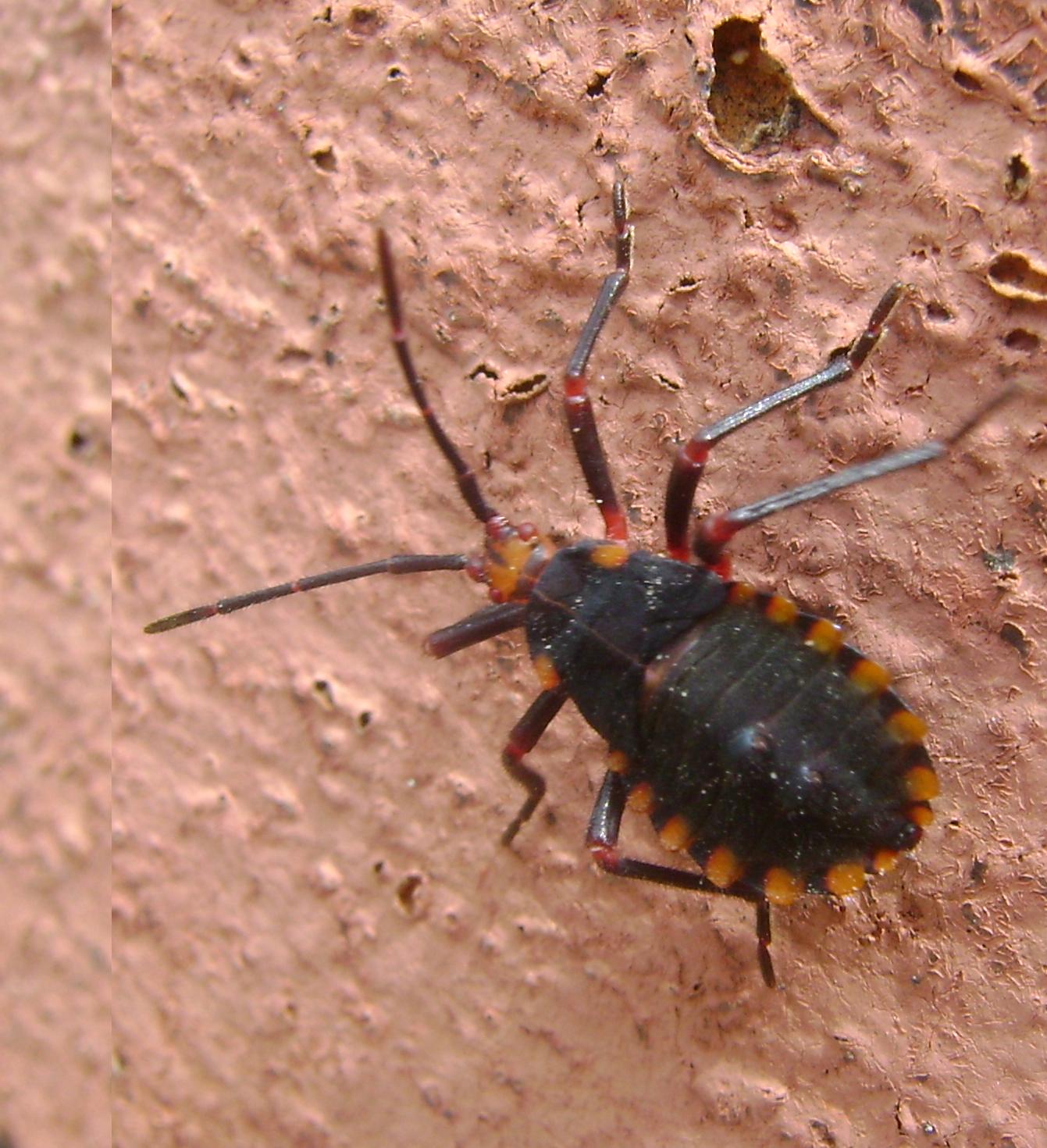 Fotografias de animais: Fede-fede laranja e preto
