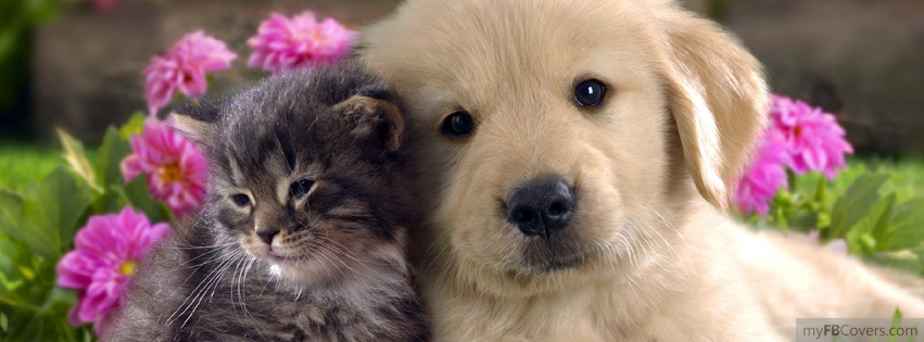 Cat and Dog facebook cover