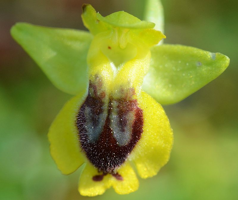Hellenic Nature: Ophrys phryganae / sicula