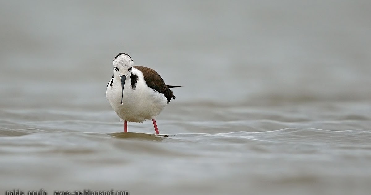 mis fotos de aves: Himantopus (himantopus) melanurus Tero Real Black ...