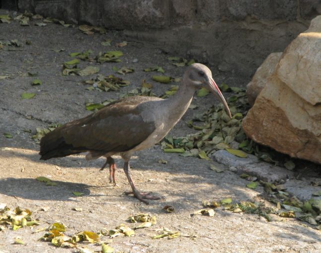 Gone To Smell the Roses: A very common bird in Johannesburg : the Hadeda